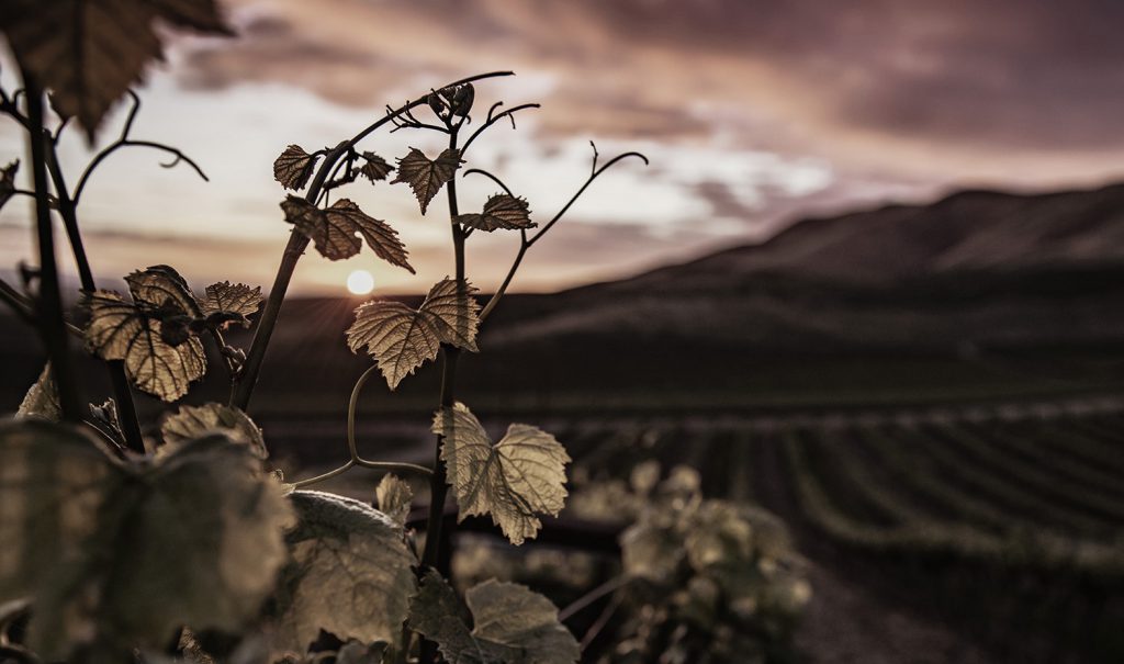 Prodom - PRODOM WINES