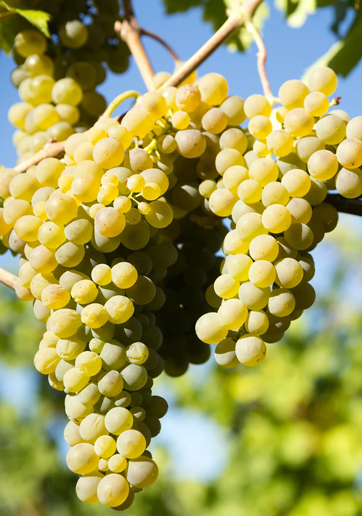 Bağlarımız - Prodom